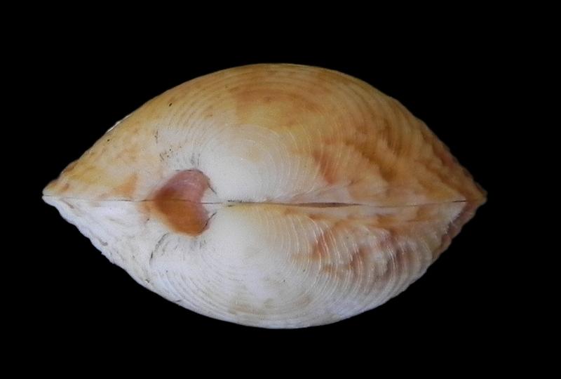 Malachia - WWMCat - Dedicato agli amanti della Natura - Globivenus ...